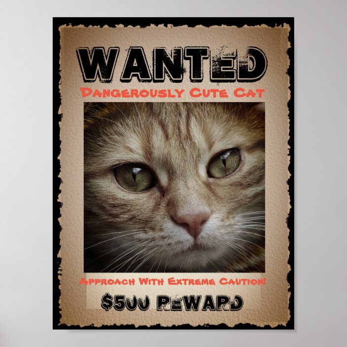 Cute Funny Cat Wanted Picture Poster | Zazzle.com