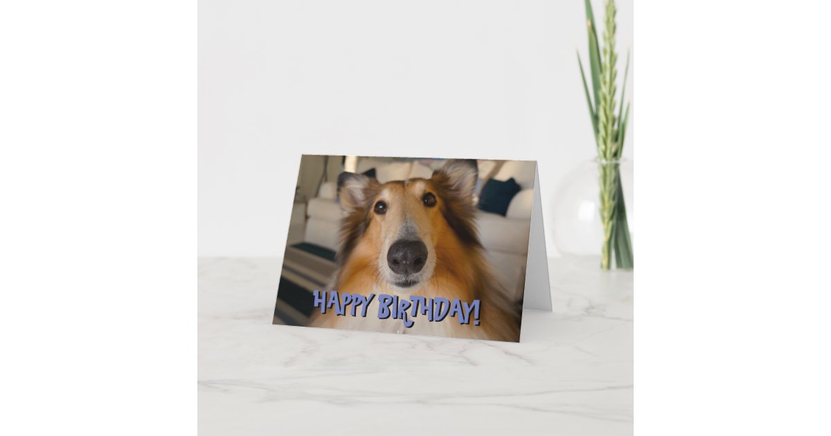 Cute funny collie birthday card | Zazzle