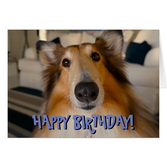 Cute funny collie birthday card | Zazzle.com