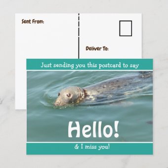 Cute Funny Seal Just saying Hello and Miss You Postcard | Zazzle