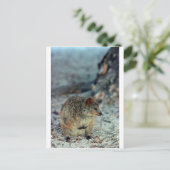Cute fury Quokka on Rottnest Island Postcard | Zazzle