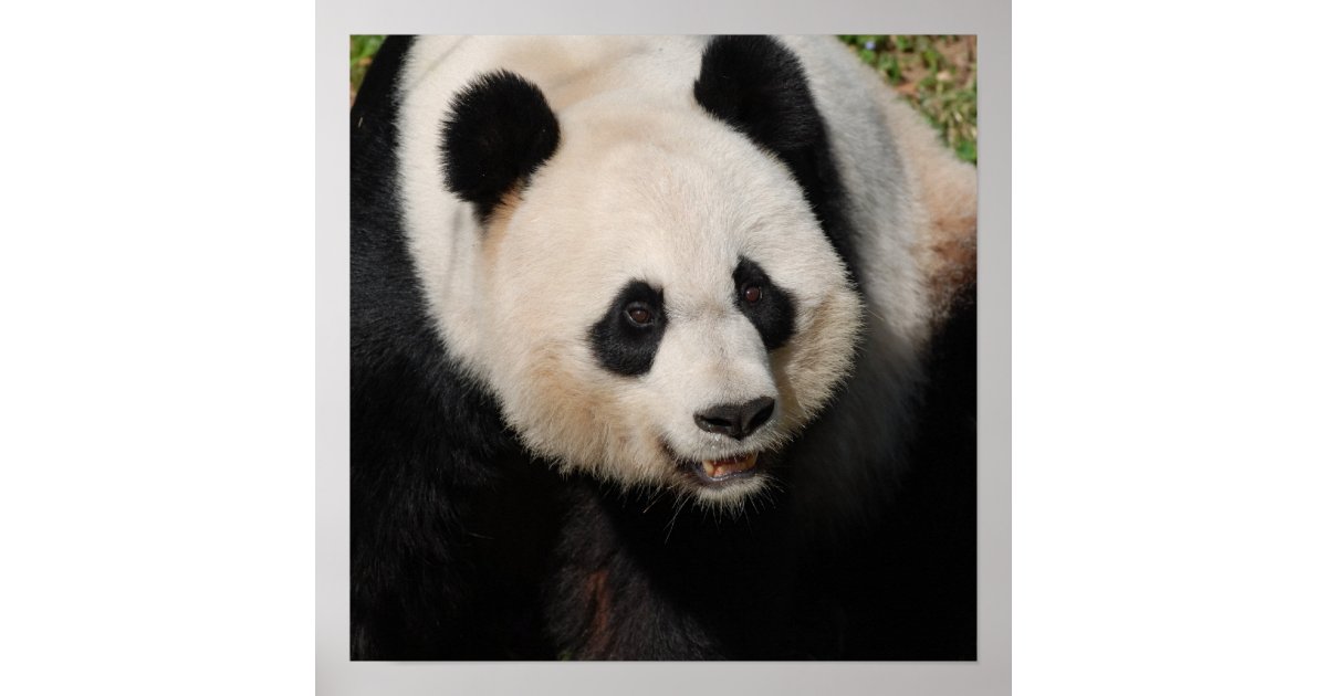 Cute Giant Panda Poster | Zazzle