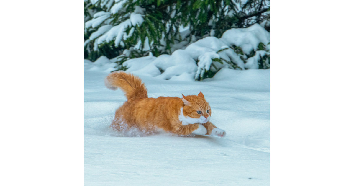 Cute Ginger Cat Calendar 2023 | Zazzle