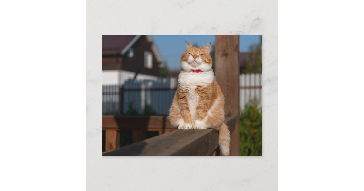 Cute Ginger Cat Holiday Postcard | Zazzle