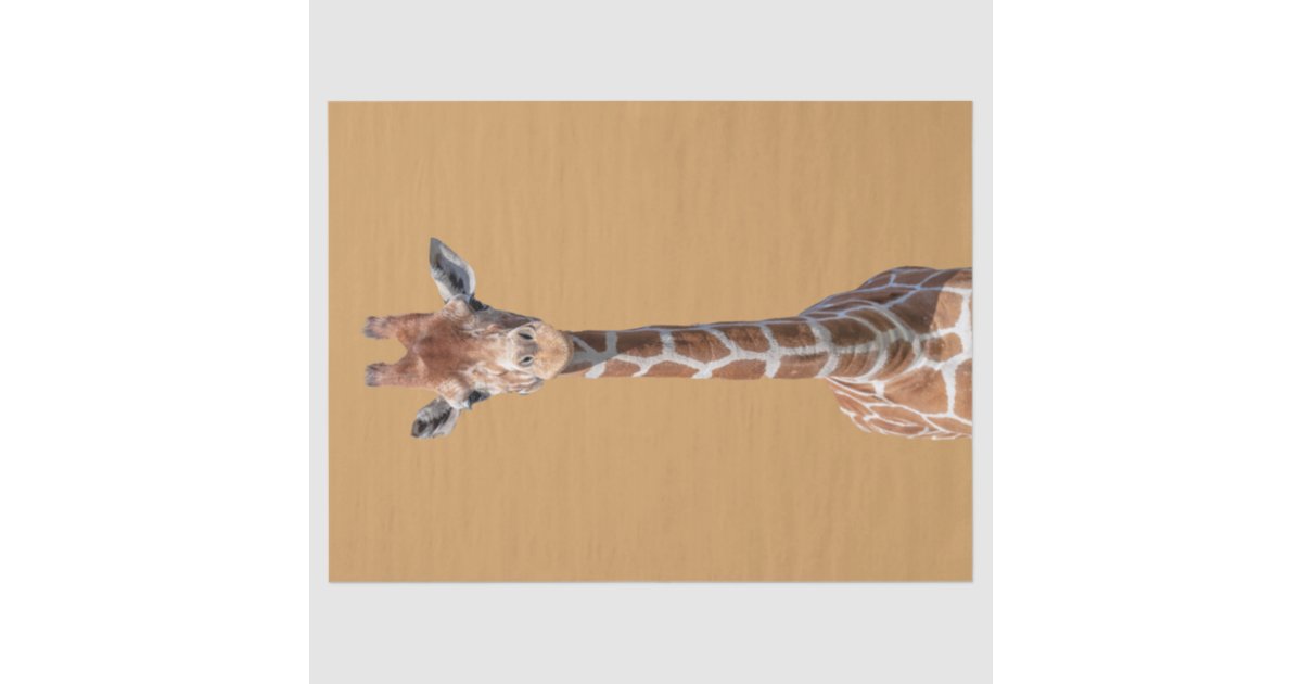 Cute giraffe face tissue paper | Zazzle