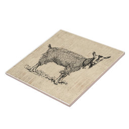 Cute Goat with Bell Illustration Antique Script Ceramic Tile | Zazzle