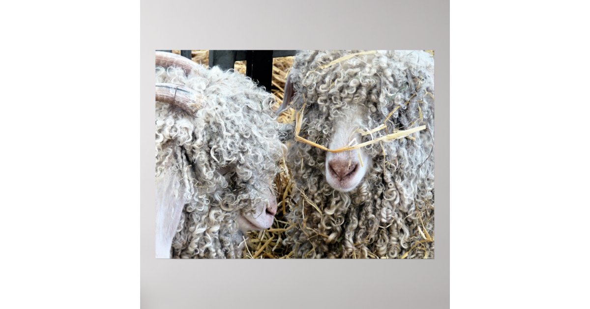 CUTE GOATS POSTER | Zazzle