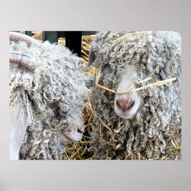 CUTE GOATS POSTER | Zazzle