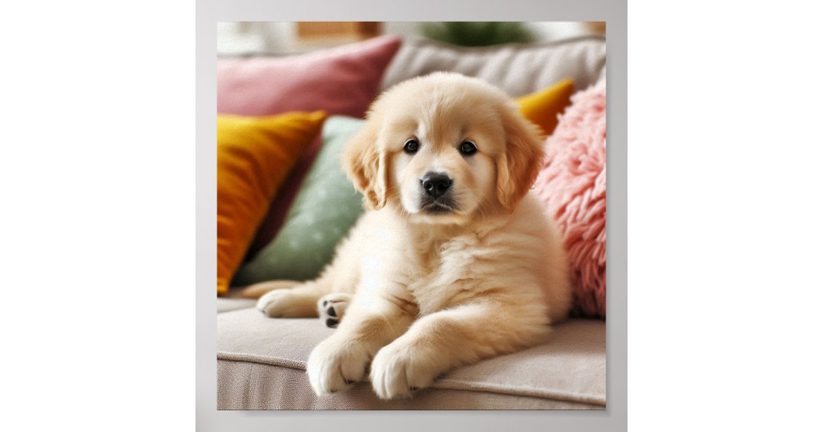 Cute Golden Retriever puppy Poster | Zazzle