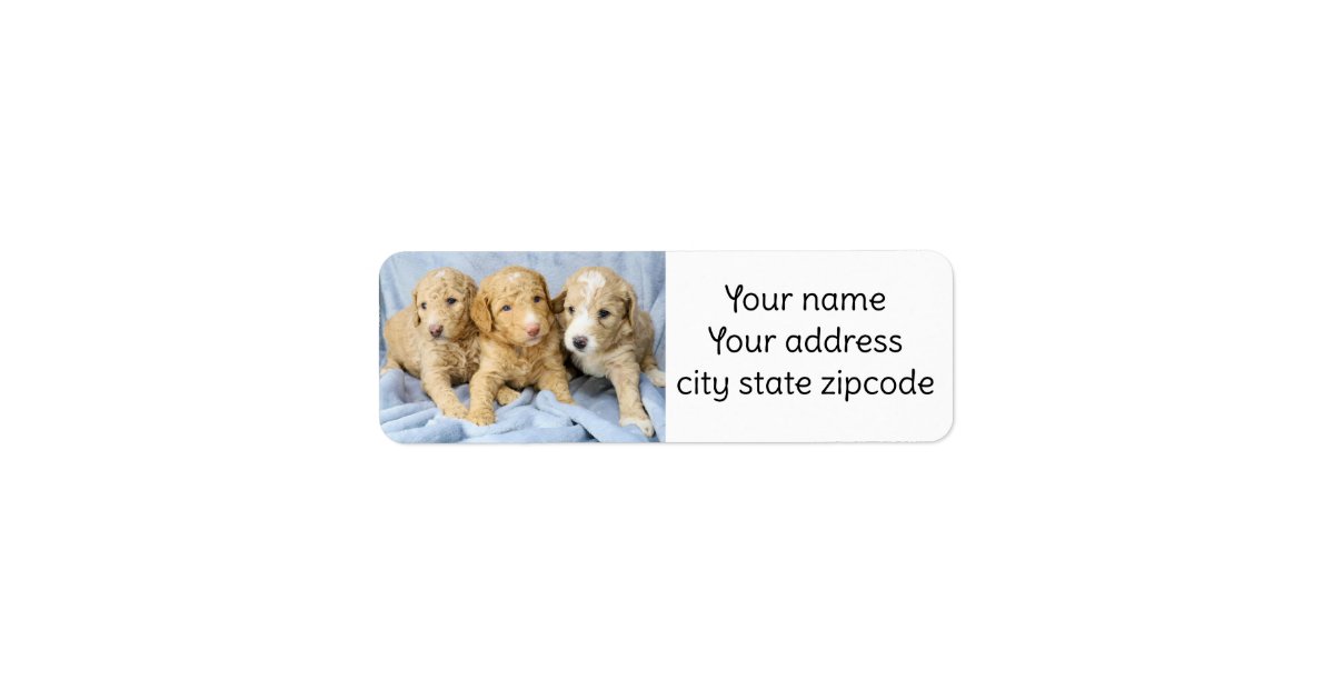 Cute Goldendoodle Puppies return address labels | Zazzle