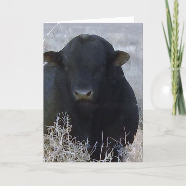 Cute Graduation Congratulations Ranch Farm Bull Card | Zazzle