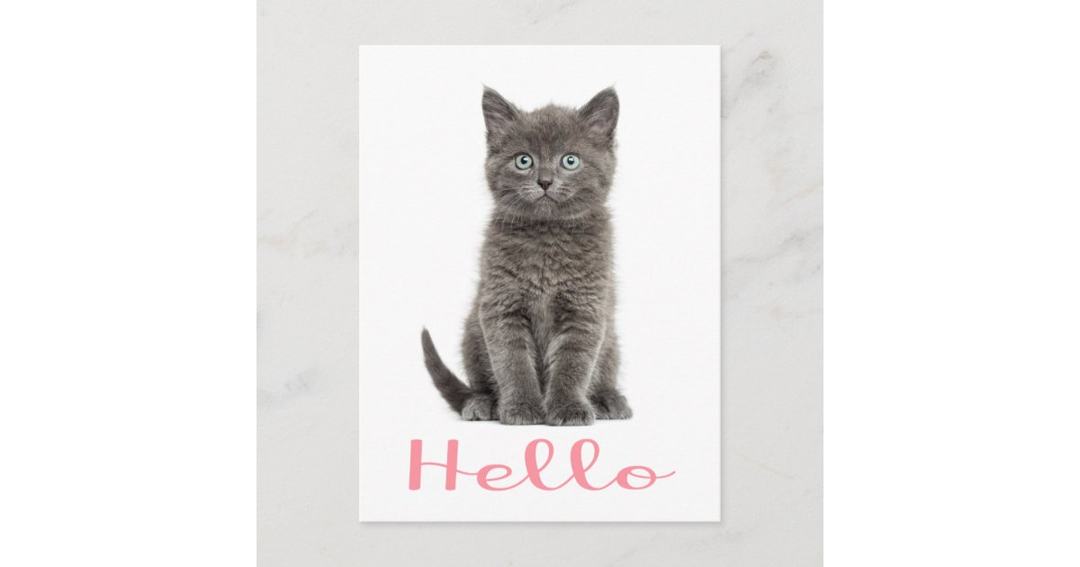 Cute Gray Kitten Friendship Hello Cat Postcard | Zazzle