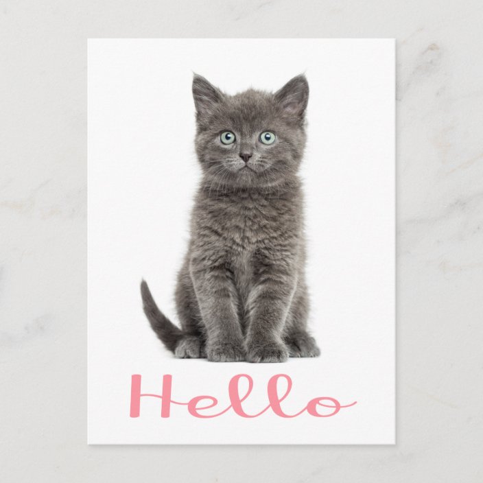 Cute Gray Kitten Friendship Hello Cat Postcard | Zazzle.com