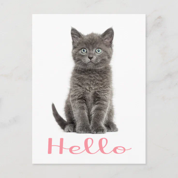 Cute Gray Kitten Friendship Hello Cat Postcard | Zazzle