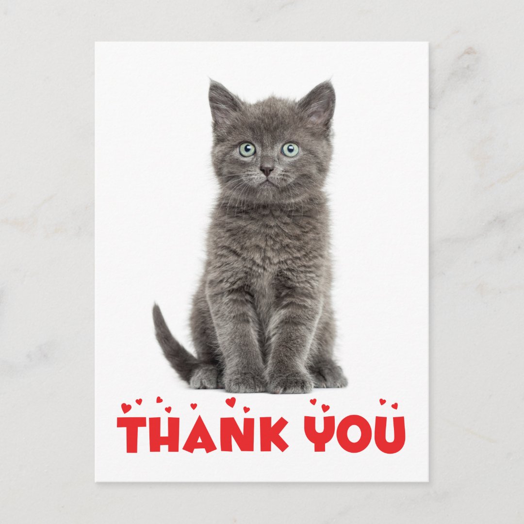 Cute Gray Kitten Thank You Cat Postcard | Zazzle