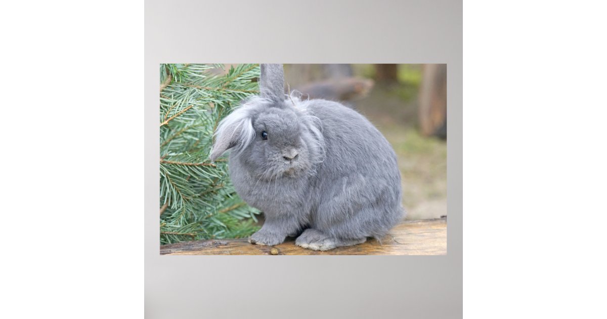 Cute gray rabbit poster | Zazzle