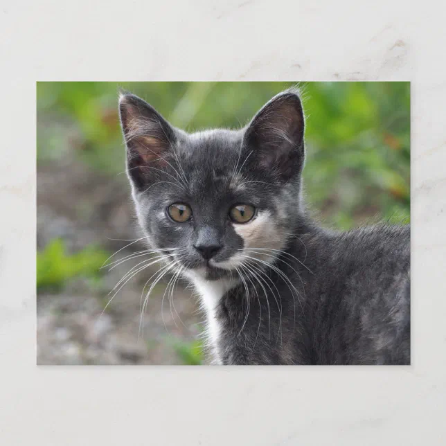 Cute Gray Tortoiseshell Cat Photo Postcard | Zazzle