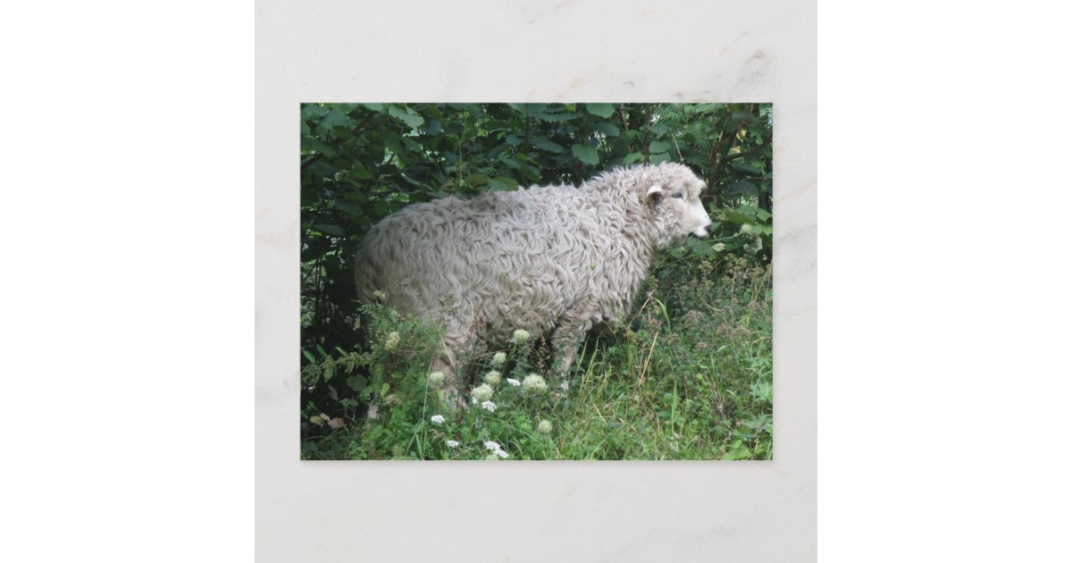 Cute Greedy Sheep Eating Postcard | Zazzle