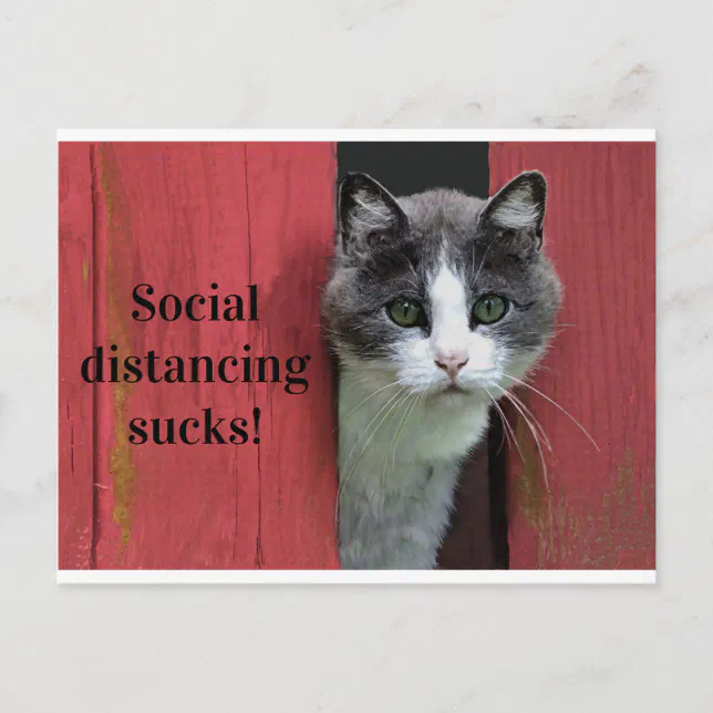 Cute Green Eyed Cat, Social Distancing Sucks Postcard | Zazzle