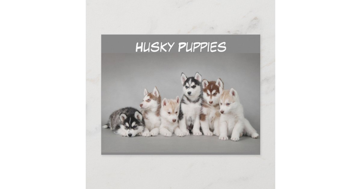 Cute Group of Husky Puppies Postcard | Zazzle