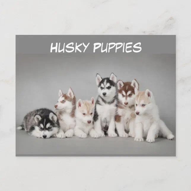 Cute Group of Husky Puppies Postcard | Zazzle