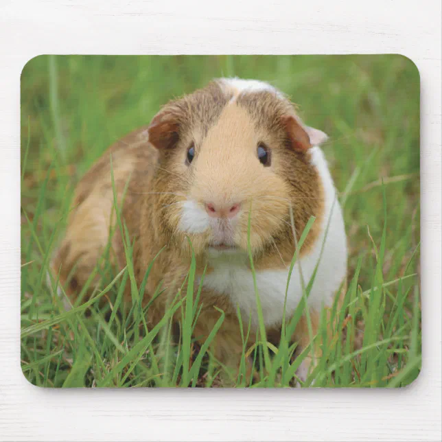 Cute Guinea Pig Mouse Pad | Zazzle