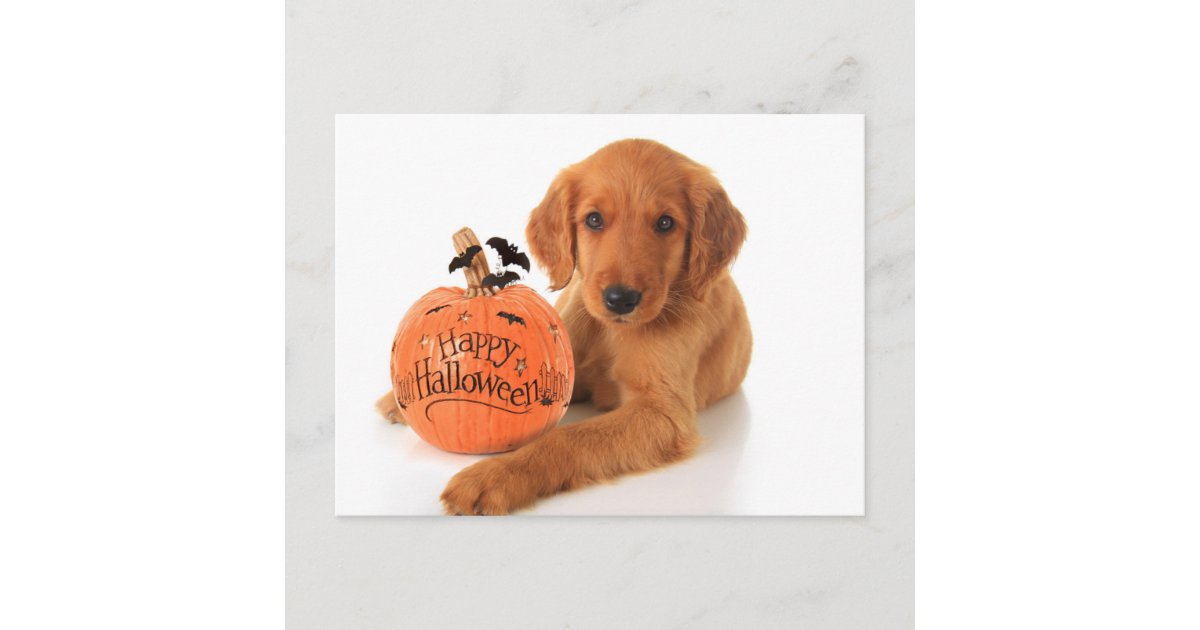 Cute Halloween Puppy With A Pumpkin Postcard | Zazzle