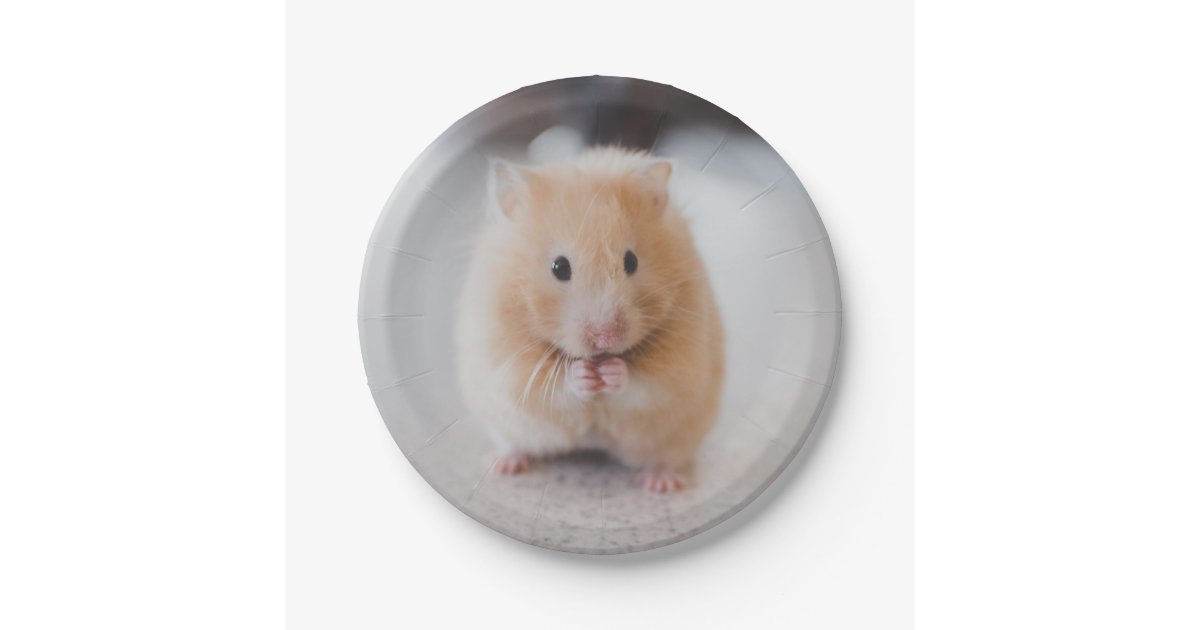 Cute hamster paper plates | Zazzle