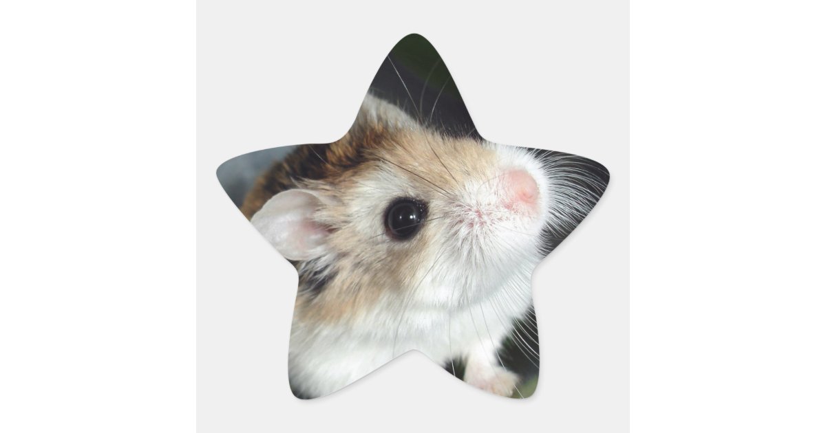 Cute Hamster Star Stickers | Zazzle