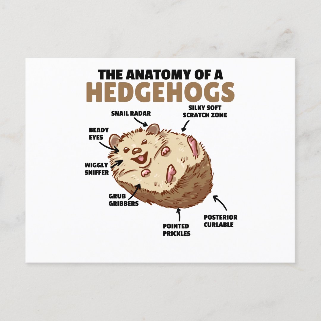 Cute Hedgehog Explanation Anatomy Of A Hedgehogs Postcard | Zazzle