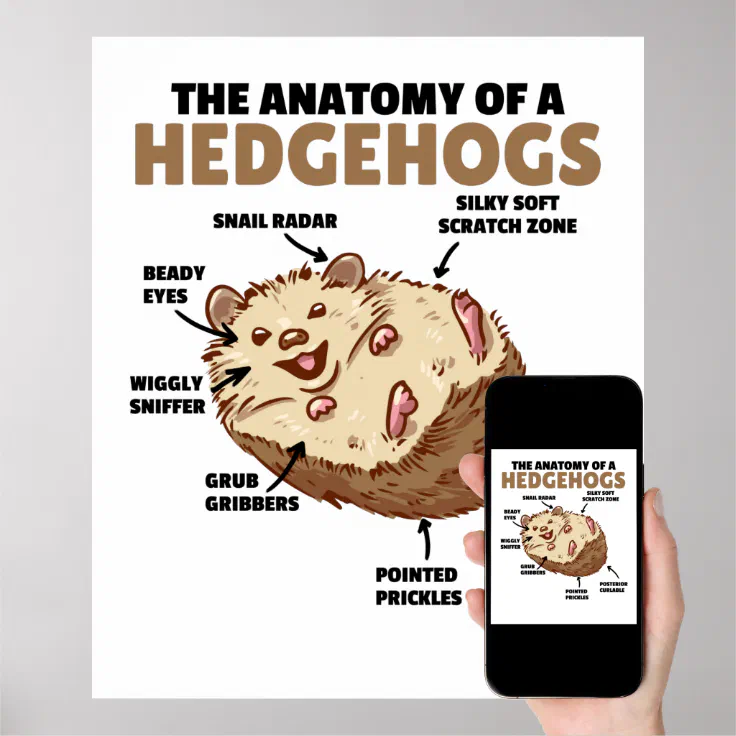 Cute Hedgehog Explanation Anatomy Of A Hedgehogs Poster | Zazzle