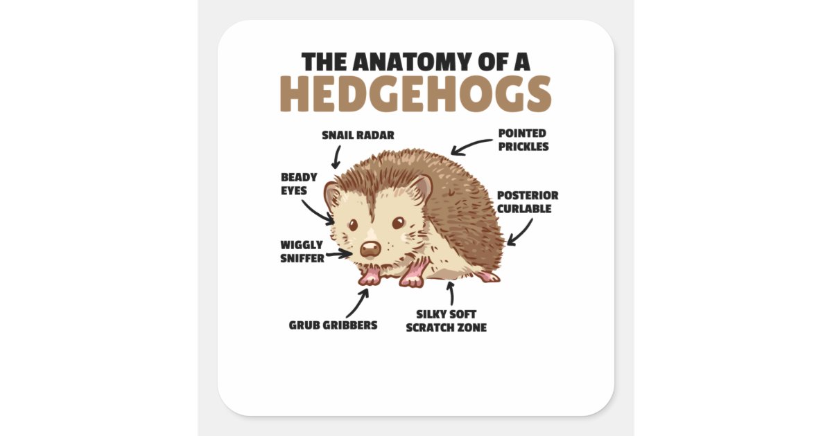 Cute Hedgehog Explanation Anatomy Of A Hedgehogs Square Sticker | Zazzle