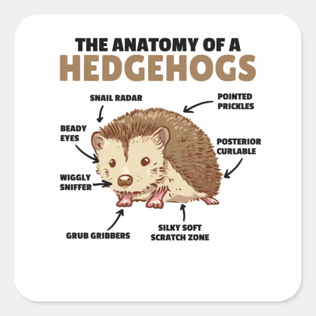 Cute Hedgehog Explanation Anatomy Of A Hedgehogs Square Sticker | Zazzle
