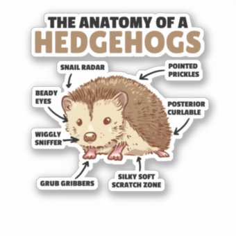 Cute Hedgehog Explanation Anatomy Of A Hedgehogs Sticker | Zazzle