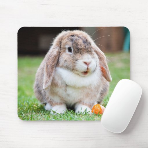 Cute Holland Mini Lop Bunny Rabbit Mouse Pad | Zazzle