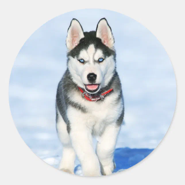 Cute Husky Puppy Dog Classic Round Sticker | Zazzle