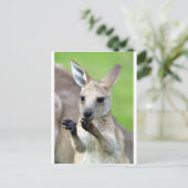 Cute joey kangaroo postcard | Zazzle