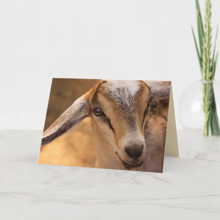 Cute Kid Goat Get Well Card | Zazzle