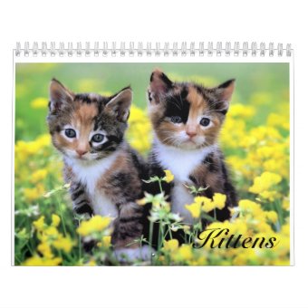 Cute Kitten Calendar | Zazzle