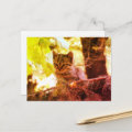 Cute Kitten Photo Postcard | Zazzle