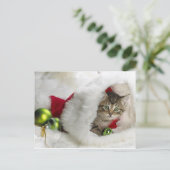 Cute Kitten Postcard | Zazzle