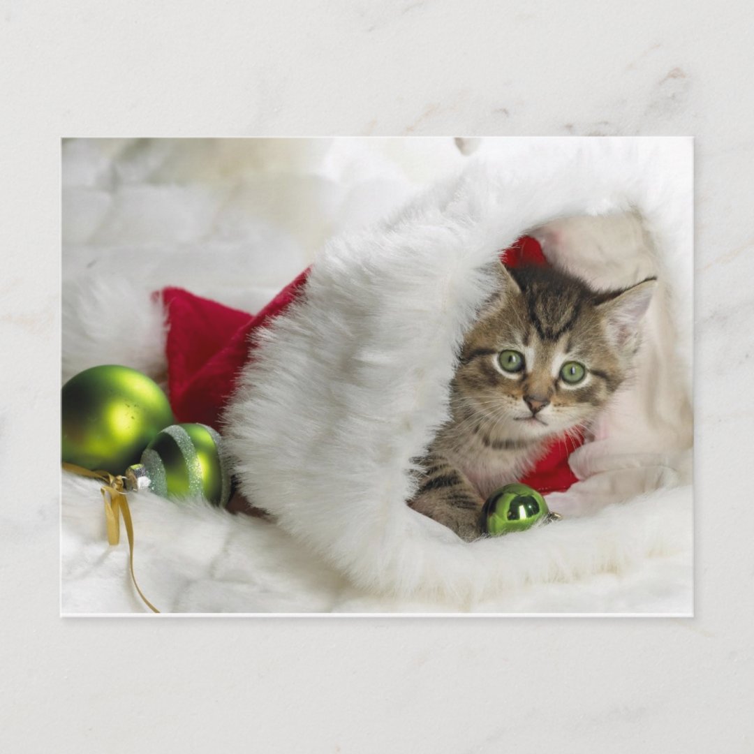 Cute Kitten Postcard | Zazzle