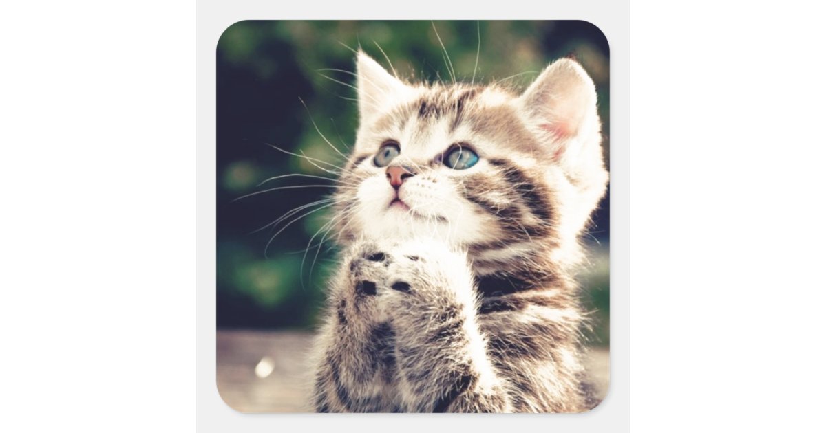 Cute Kitten Prays Square Sticker | Zazzle