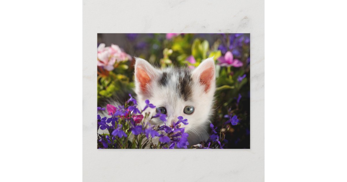 Cute Kitten Spring Postcard | Zazzle