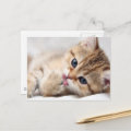 CUTE KITTY POSTCARD | Zazzle