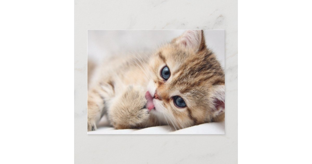 CUTE KITTY POSTCARD | Zazzle