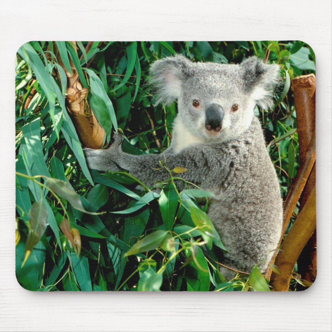 Cute Koala Bear Mouse Pad | Zazzle