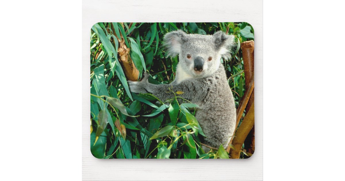 Cute Koala Bear Mouse Pad | Zazzle