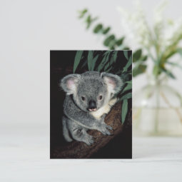 Cute Koala Bear Postcard | Zazzle