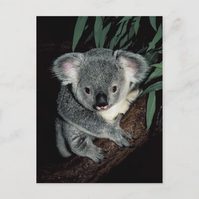 Cute Koala Bear Postcard | Zazzle
